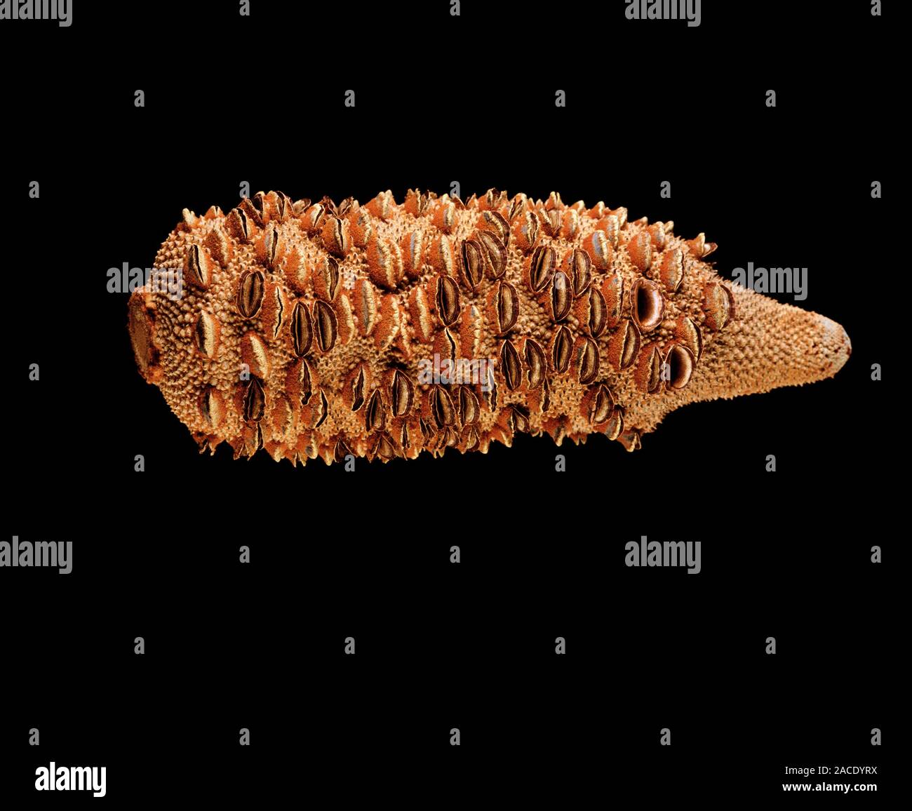 Bull banksia seed cone. Bull banksia (Banksia grandis) is a dark green ...
