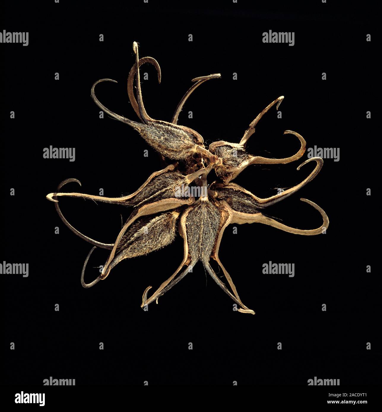 Devil's claw seed pods. The devil's claw plant (Proboscidea louisianica ...