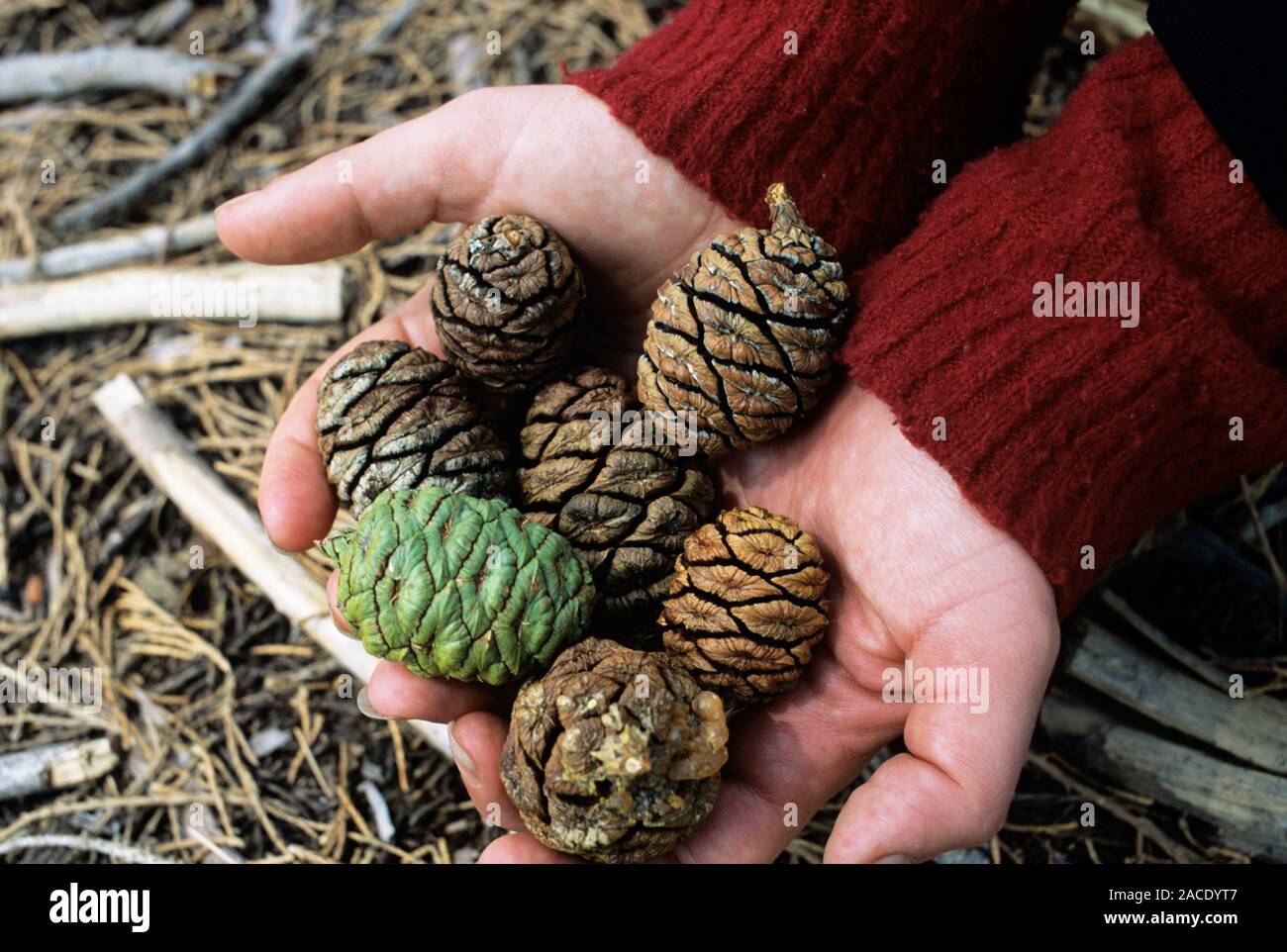 Giant sequoia cones (Sequoiadendron giganteum). Person holding seed ...