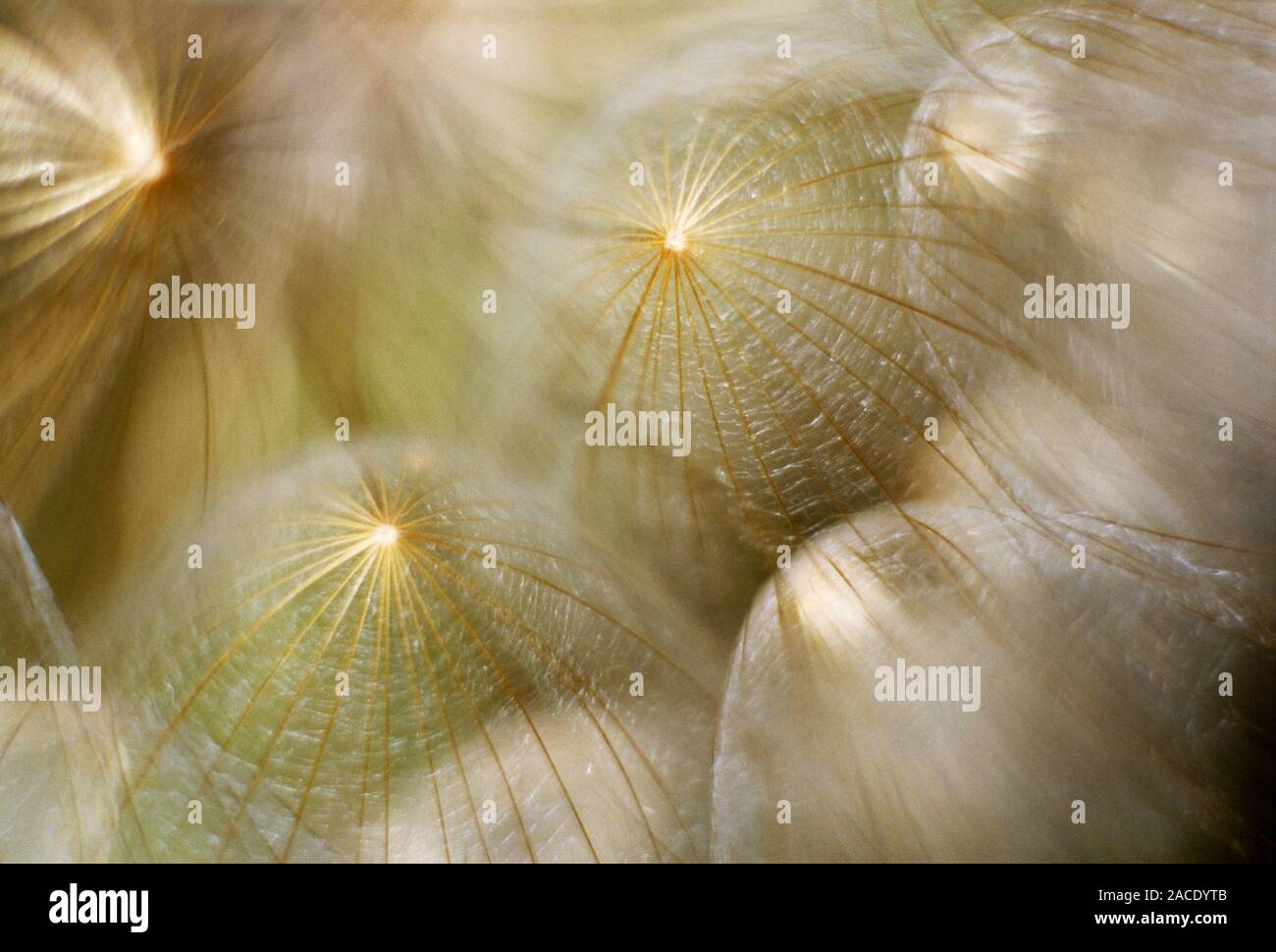 Flower seeds. Each of these seeds has a parachute- like structure of ...