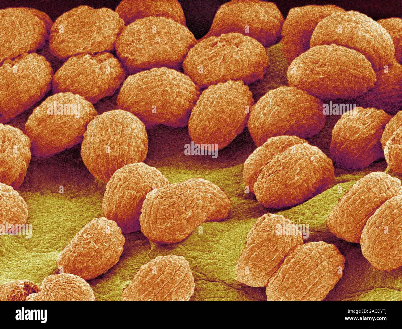 Seeds. Coloured scanning electron micrograph (SEM) of seeds. A seed is ...