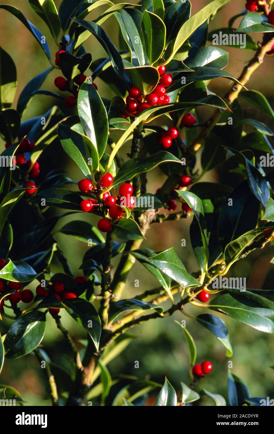 English holly berries (Ilex aquifolium 'J.C. Van Tol'). The genus Ilex ...