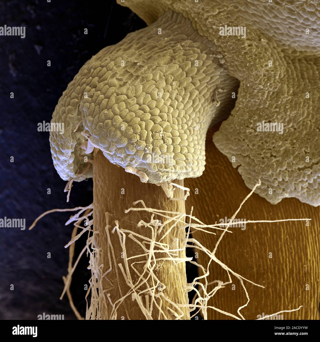 Germinating wheat grain. Coloured scanning electron micrograph (SEM) of ...