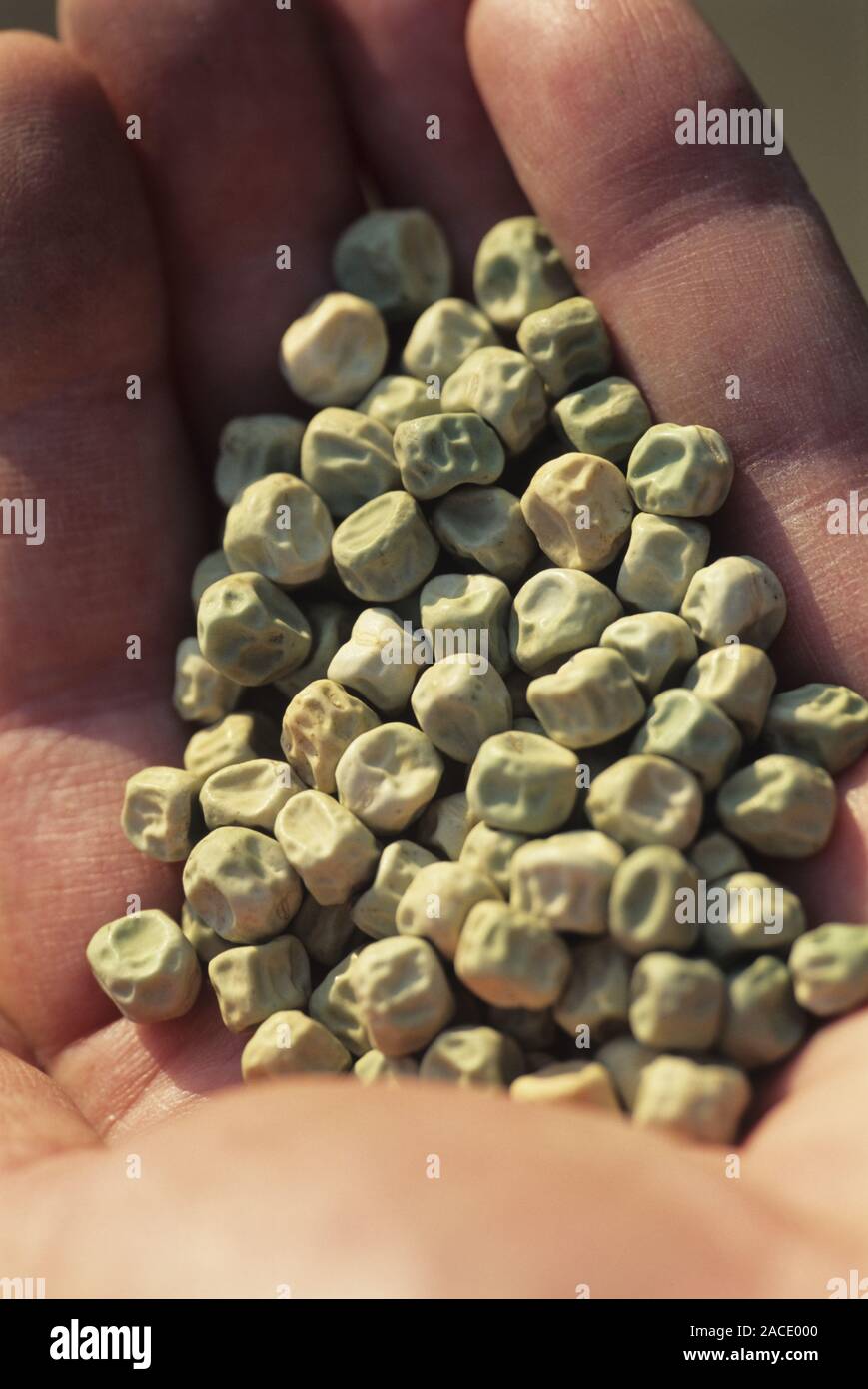 Pea seeds (Pisum sativum) held in a hand Stock Photo - Alamy