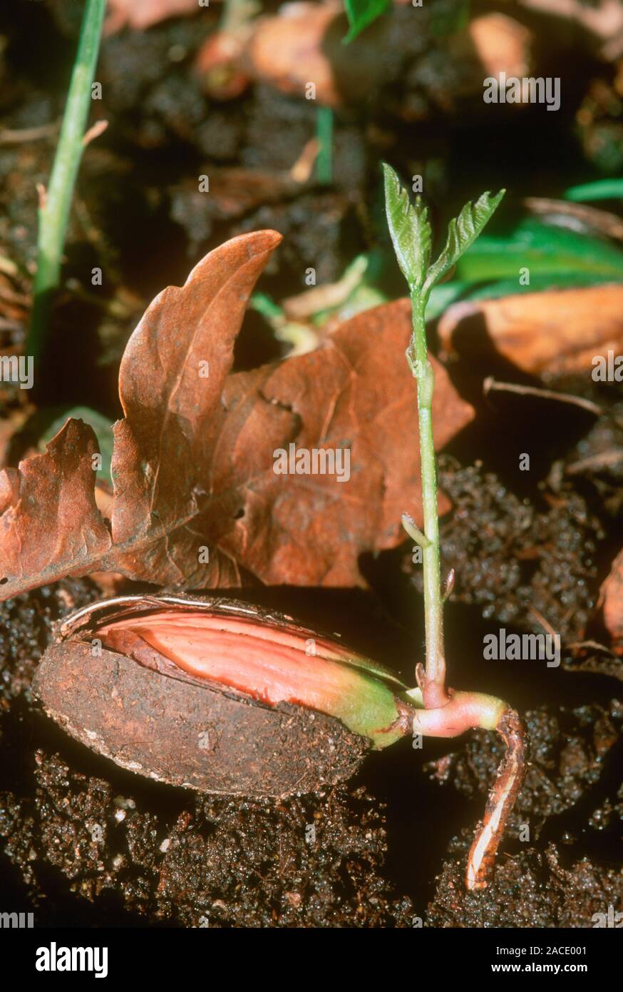 Sprouting acorn of the English oak tree (Quercus robur). A young root ...