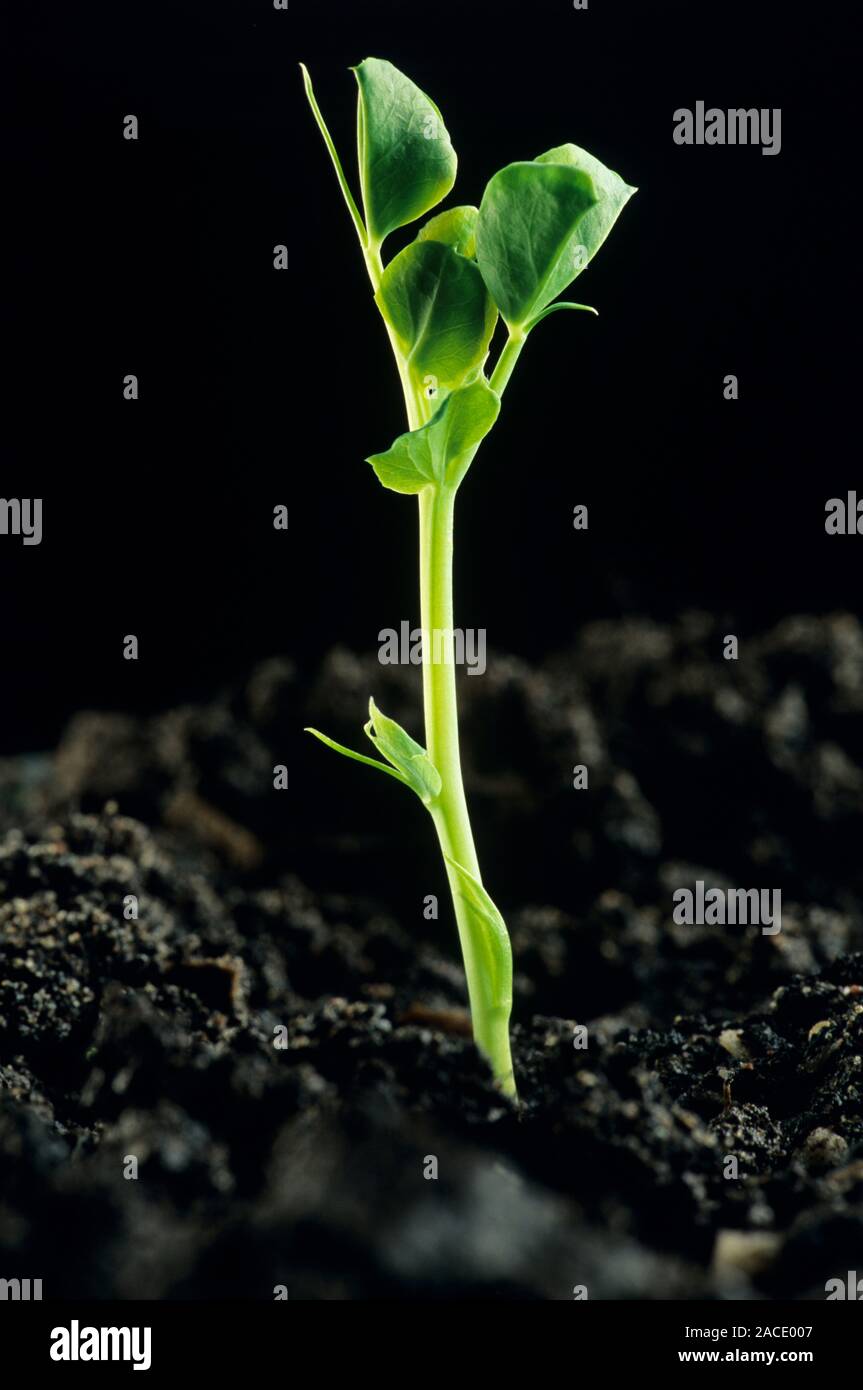 Pea seedling (Pisum sativum) growing in soil Stock Photo - Alamy