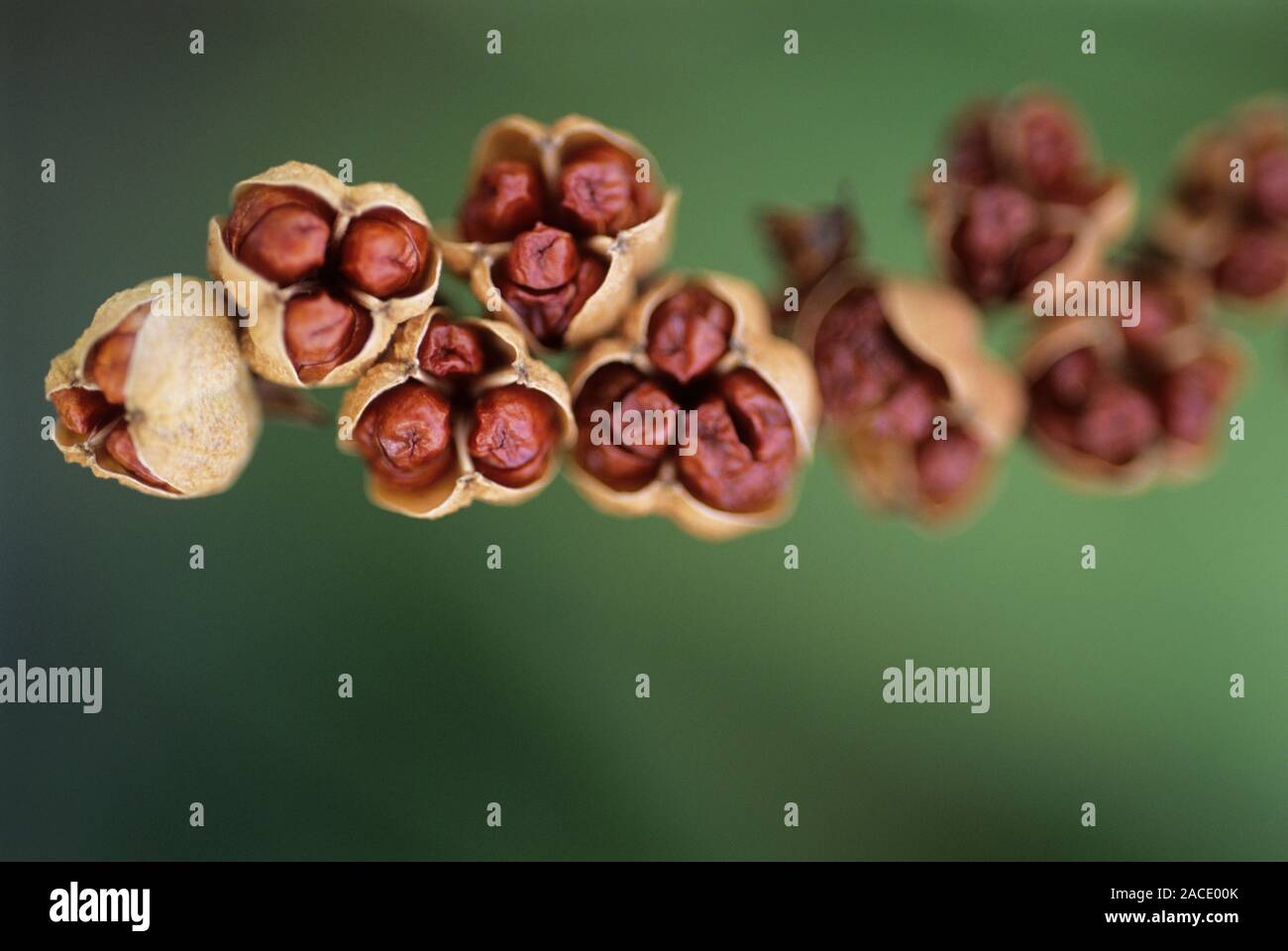Crocosmia 'Lucifer' seeds in their capsules Stock Photo - Alamy