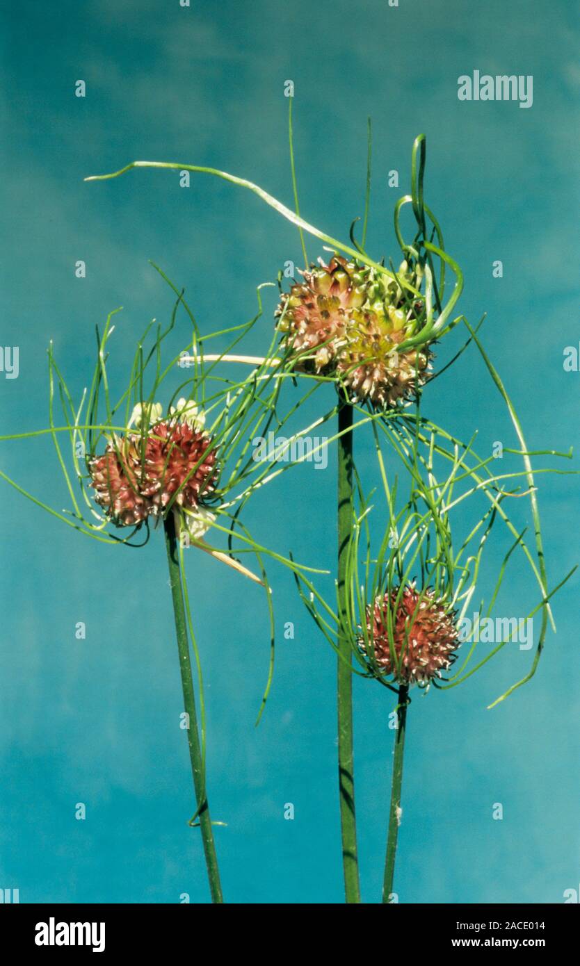 Crow garlic seed heads (Allium vineale Stock Photo - Alamy