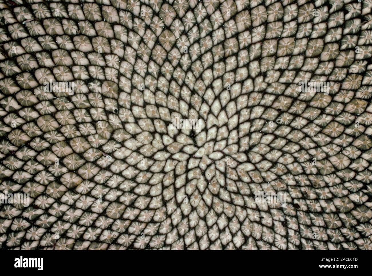 Sunflower seed head (Helianthus annuus). The spiral arrangement of the ...