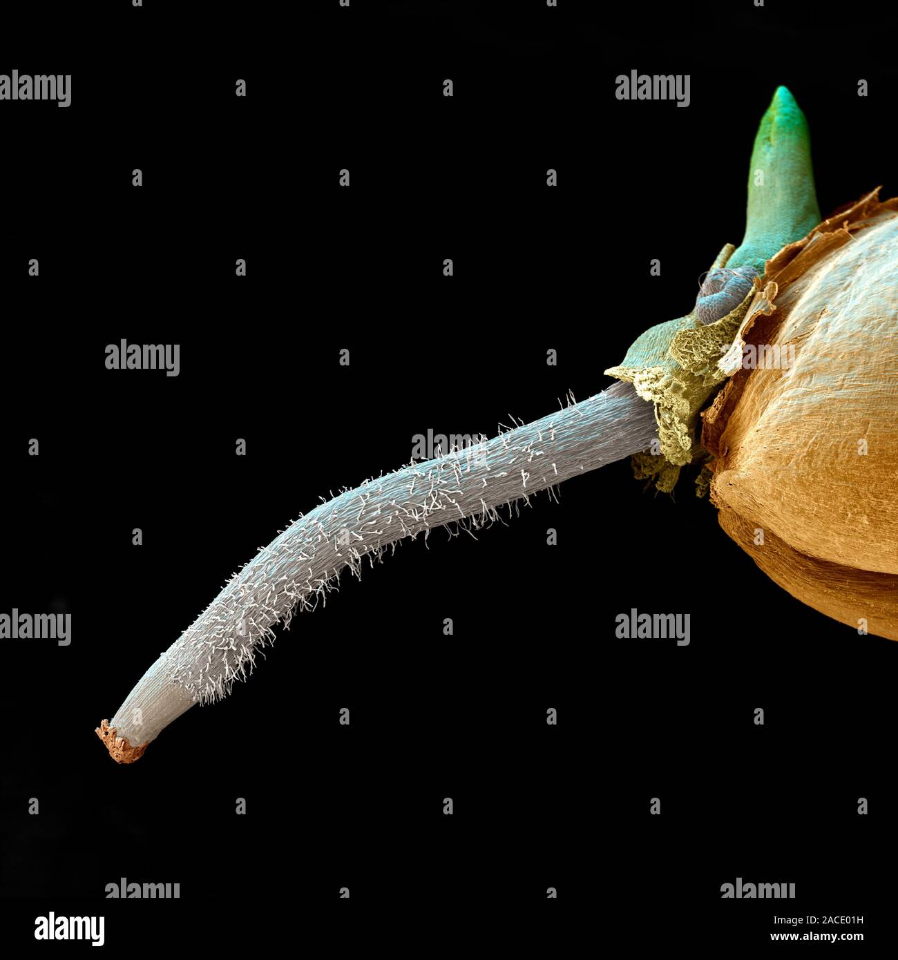 Germinating wheat grain. Coloured scanning electron micrograph (SEM) of ...