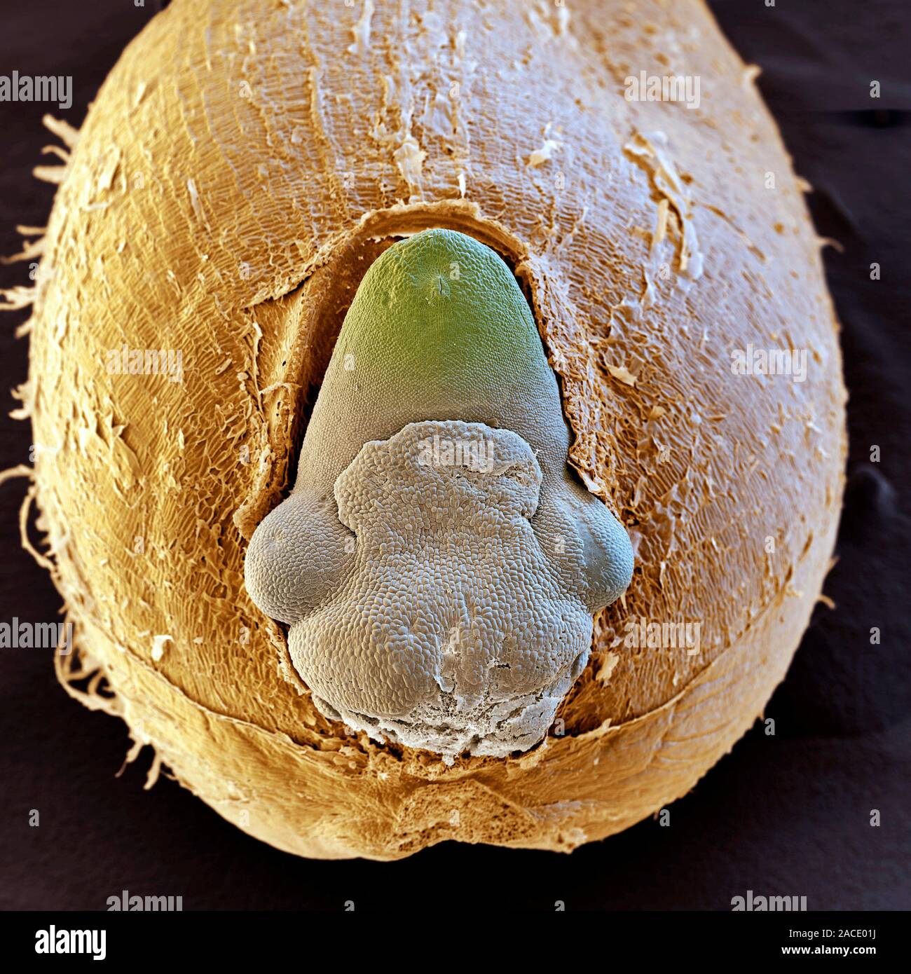 Germinating wheat grain. Coloured scanning electron micrograph (SEM) of ...