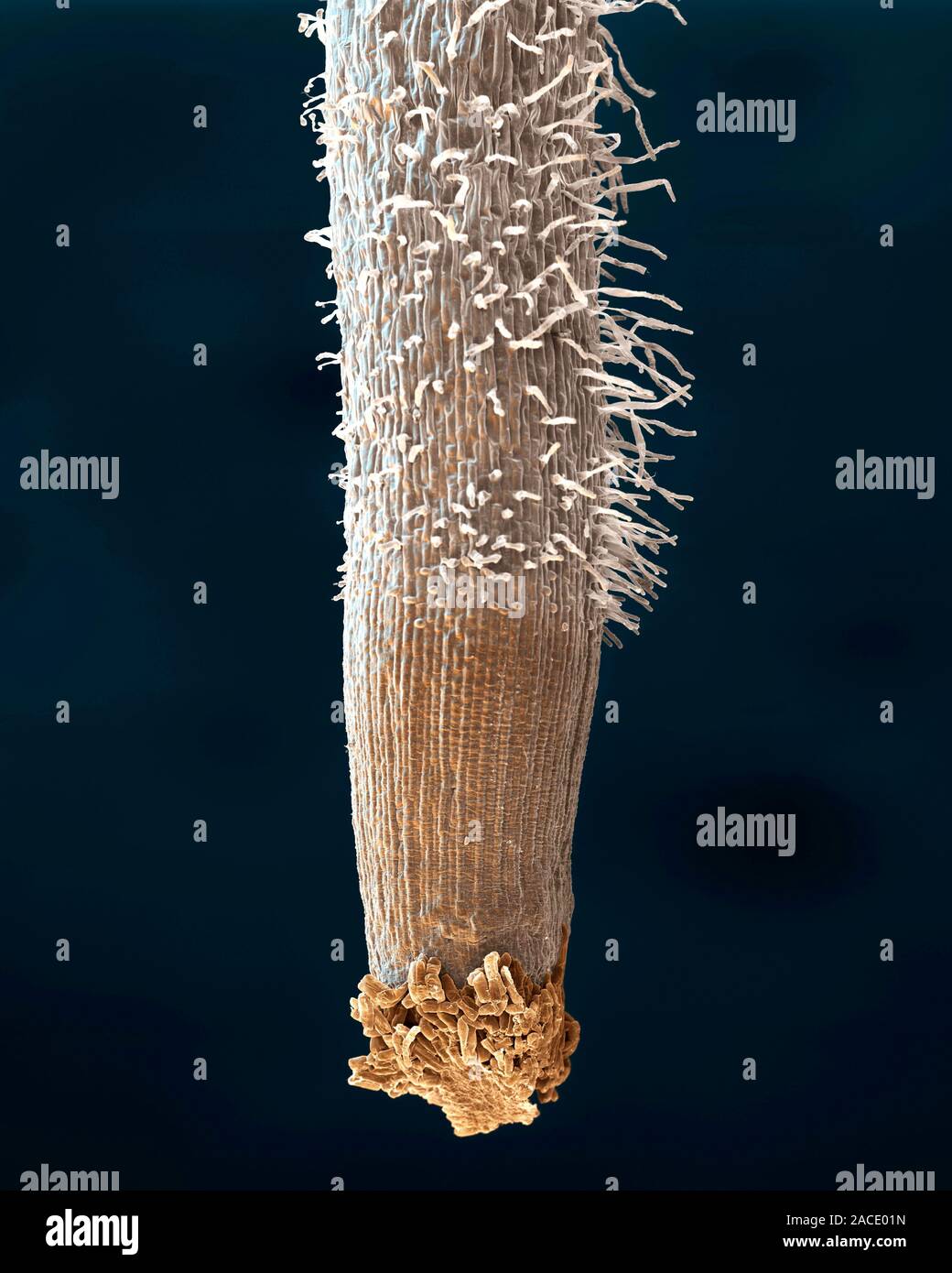 Germinating wheat grain. Coloured scanning electron micrograph (SEM) of ...