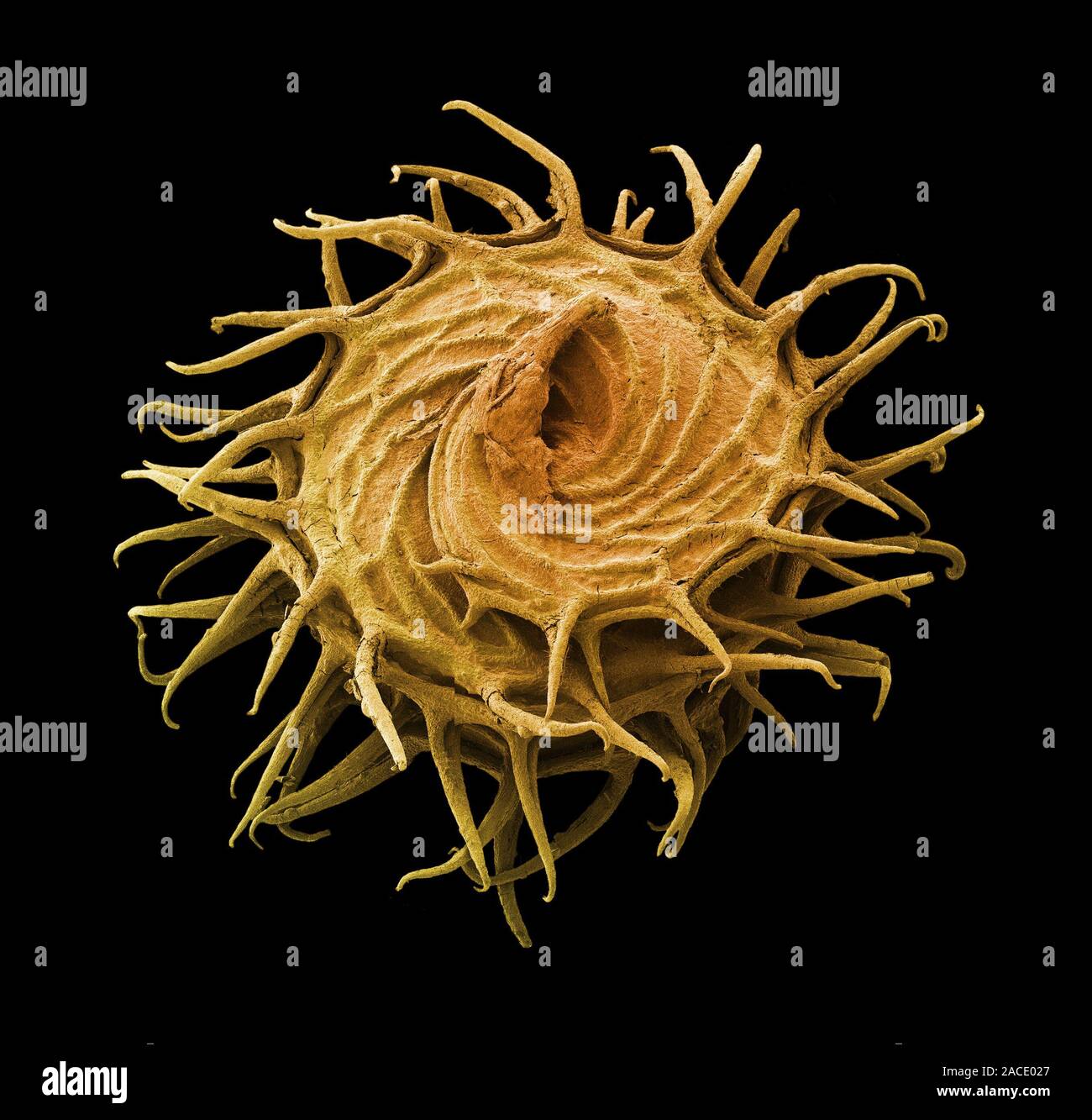Bur clover burr, coloured scanning electron micrograph (SEM). This burr ...