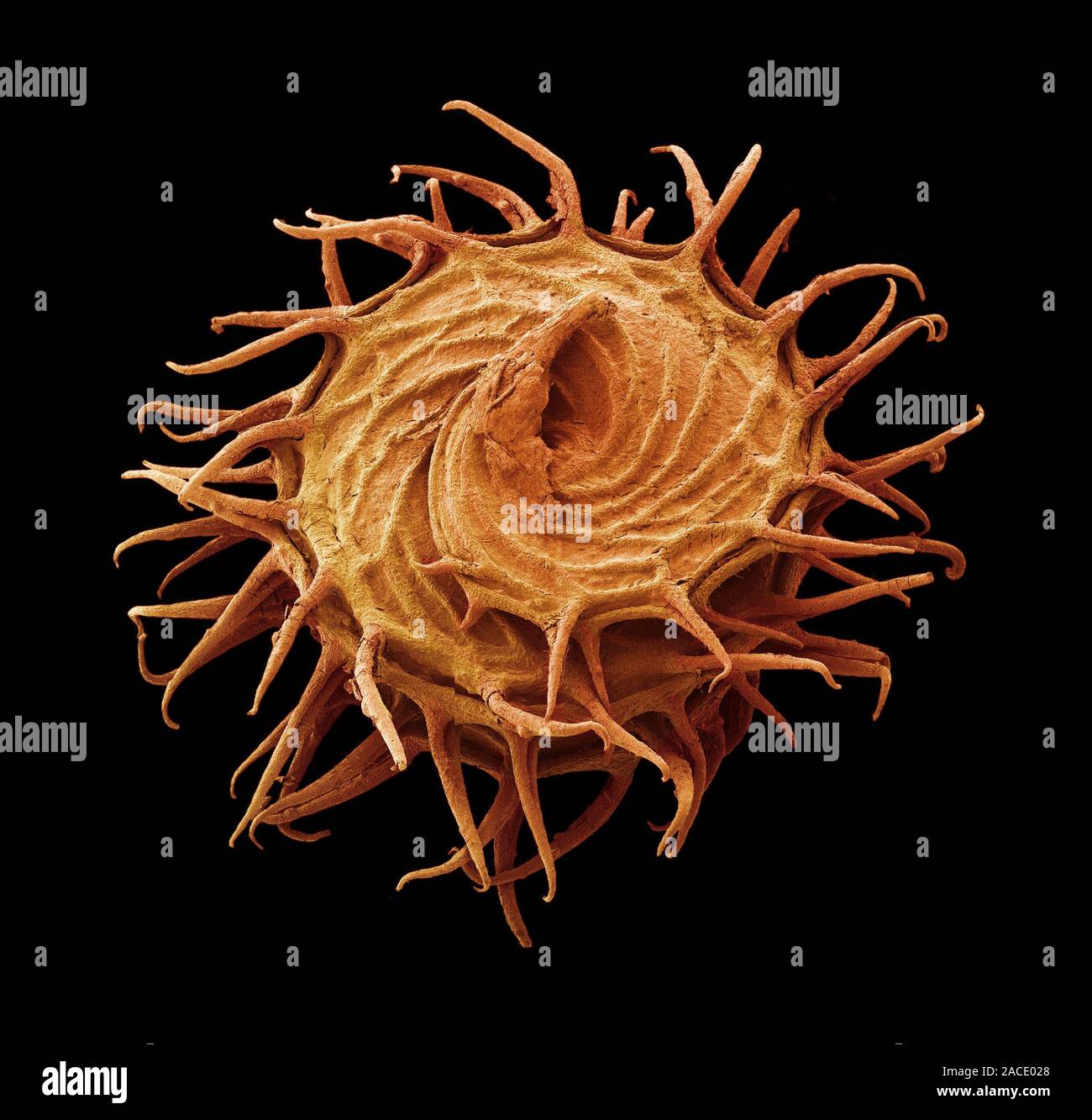 Bur clover burr, coloured scanning electron micrograph (SEM). This burr ...
