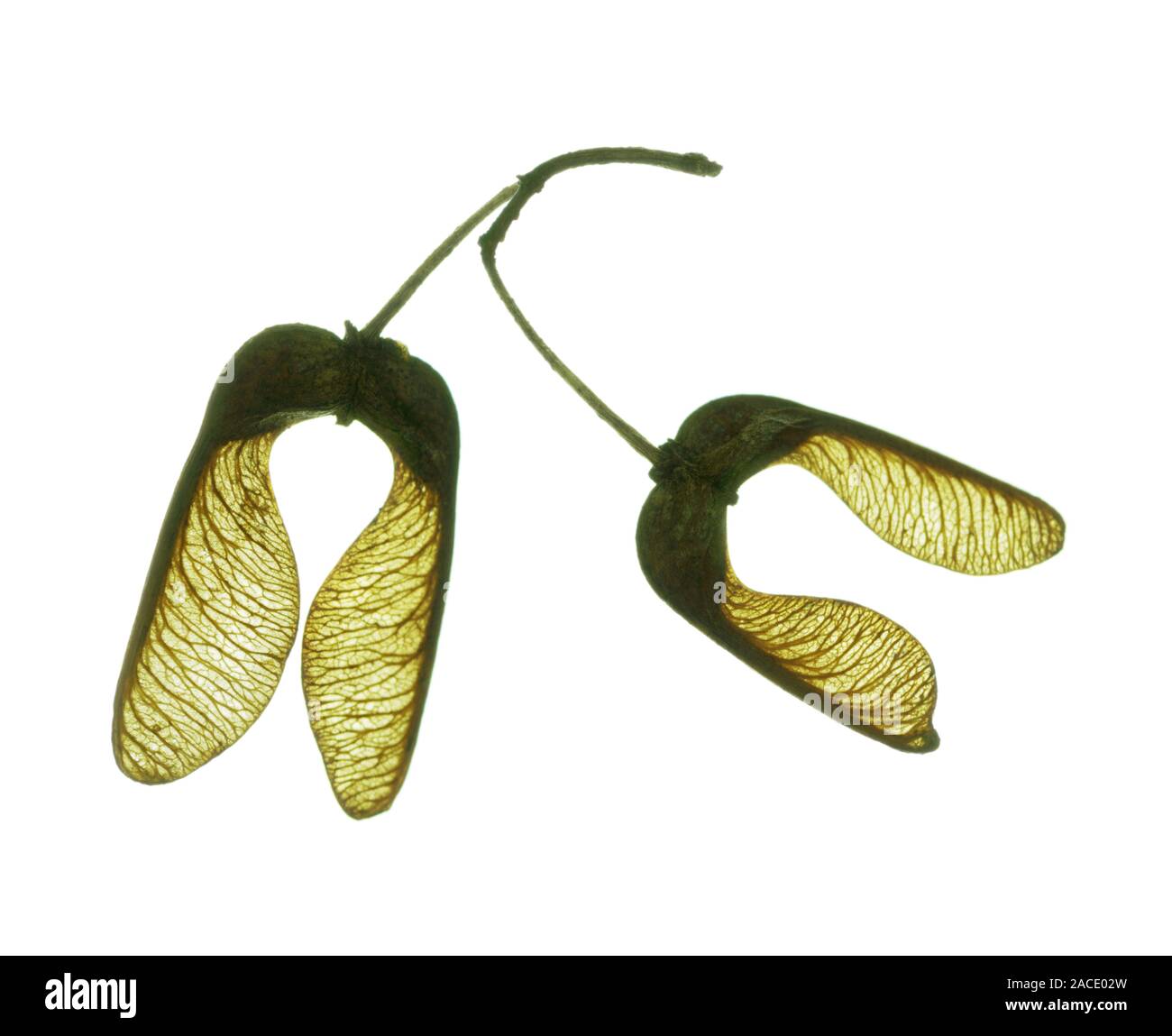 Sycamore seeds. These seeds of the sycamore tree (Acer pseudoplatanus ...