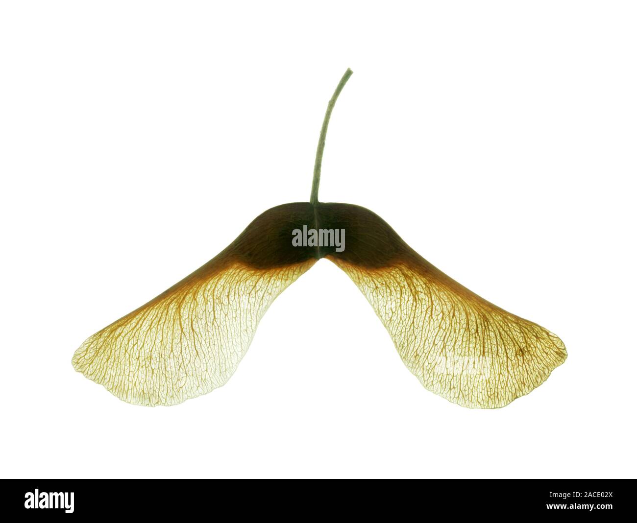Sycamore seeds. Each of this pair of seeds of the sycamore tree (Acer ...