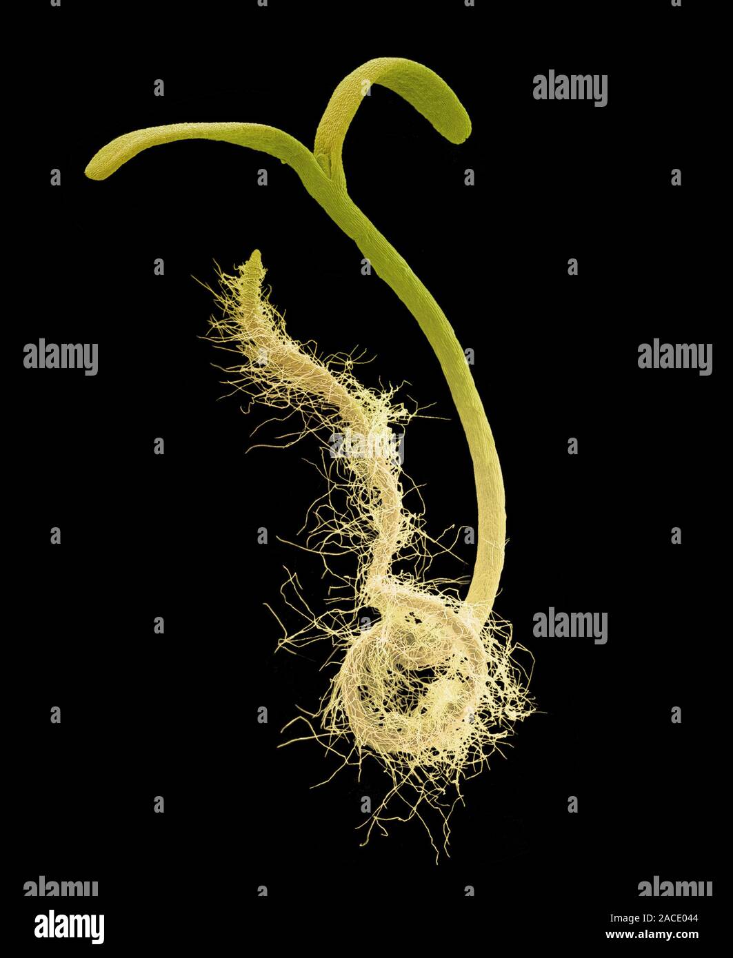 Poppy seedling. Coloured scanning electron micrograph (SEM) of a ...