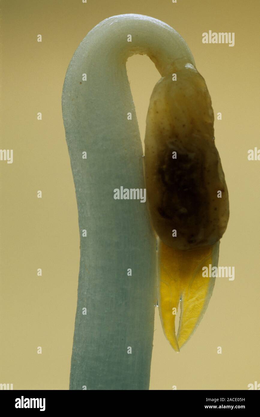 Germinating plant. Shoot growing from the seed of a bean plant Stock ...