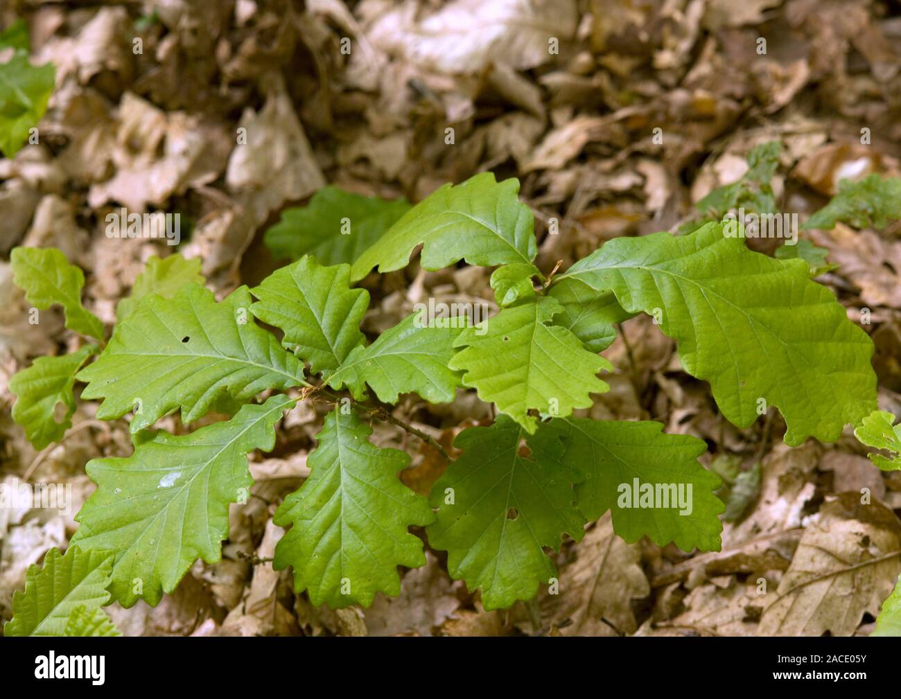 Sessile oak saplings (Quercus petraea) growing on a woodland floor ...