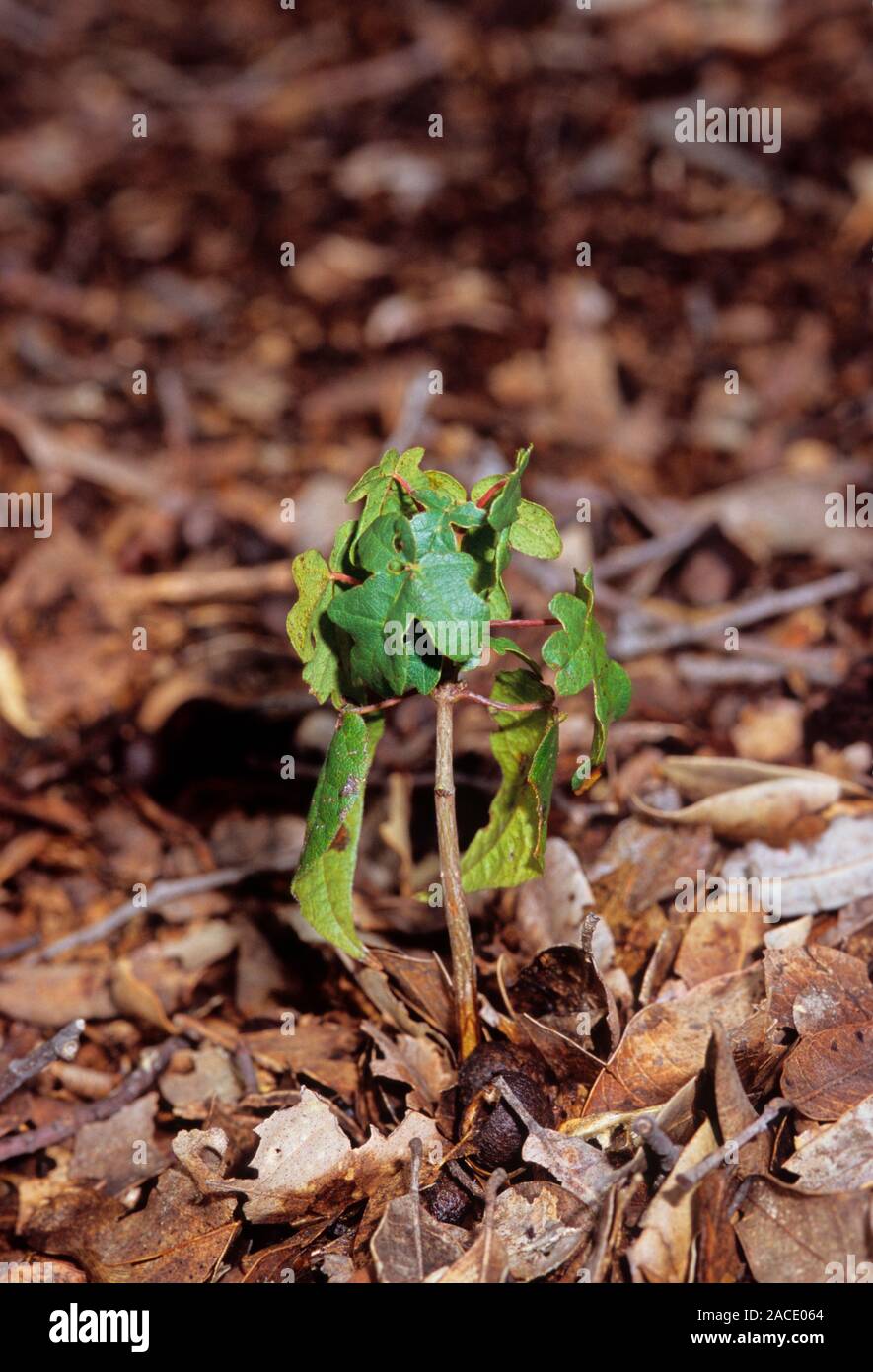 Field maple sapling (Acer campestre Stock Photo - Alamy