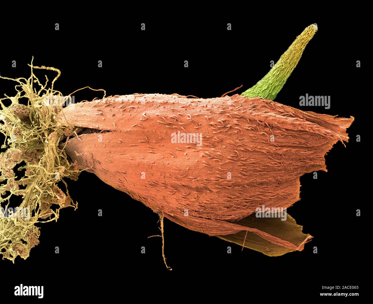 Germinating grass seed, coloured scanning electron micrograph (SEM ...