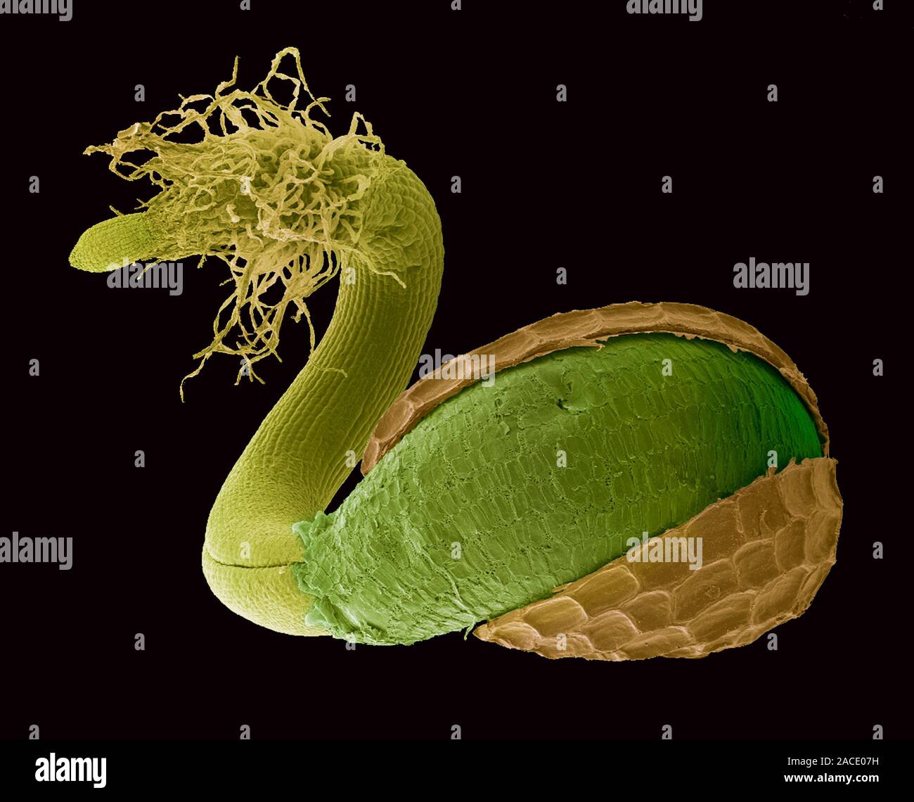 Germinating poppy seed. Coloured scanning electron micrograph (SEM) of ...