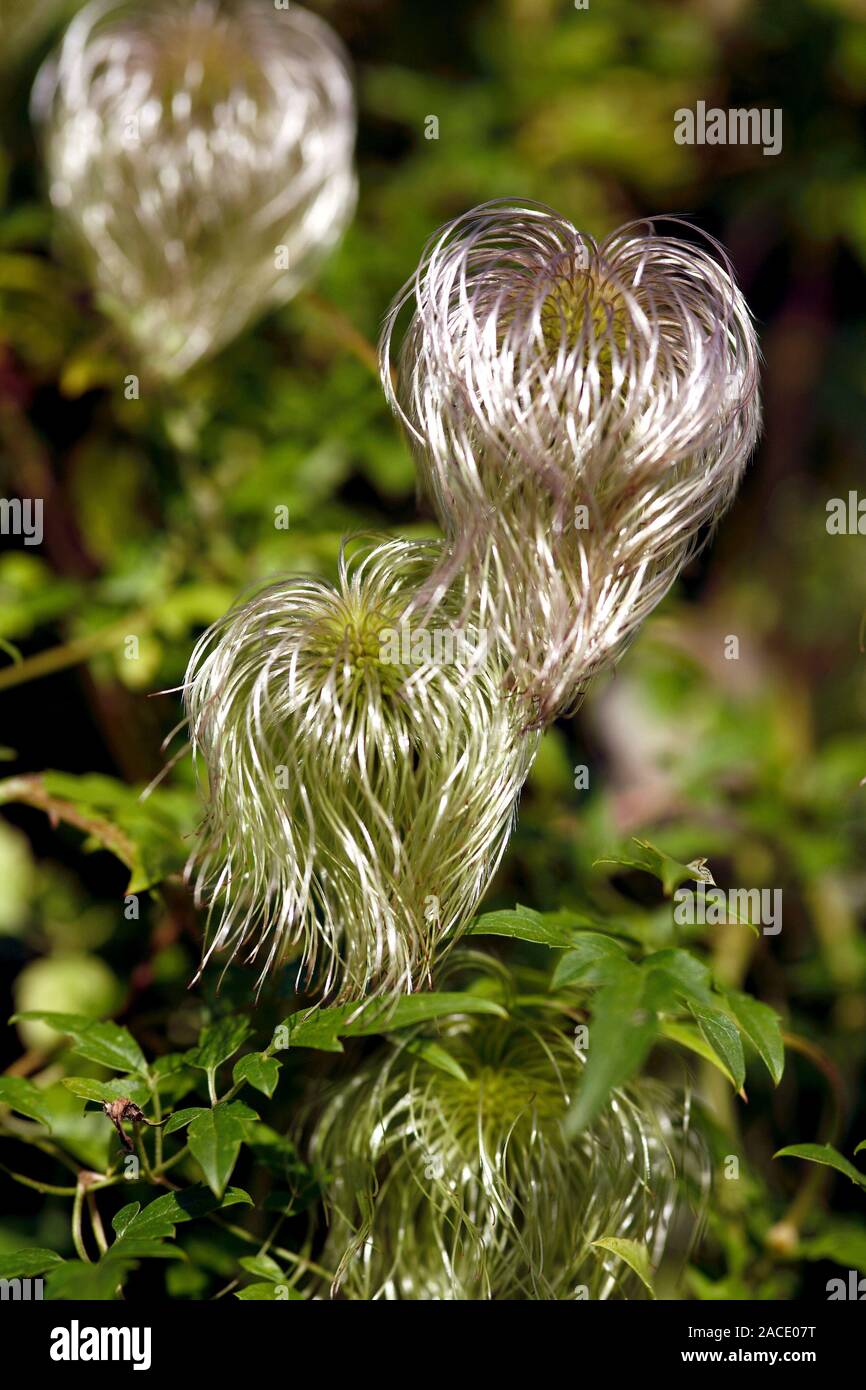 Chinese clematis seed heads (Clematis orientalis 'Bill MacKenzie' Stock ...