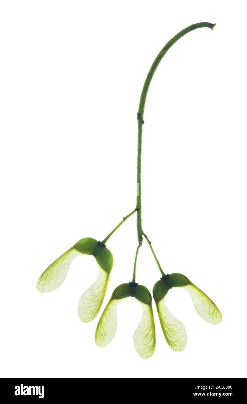 Sycamore seeds (Acer pseudoplatanus). The sycamore is native to Europe ...