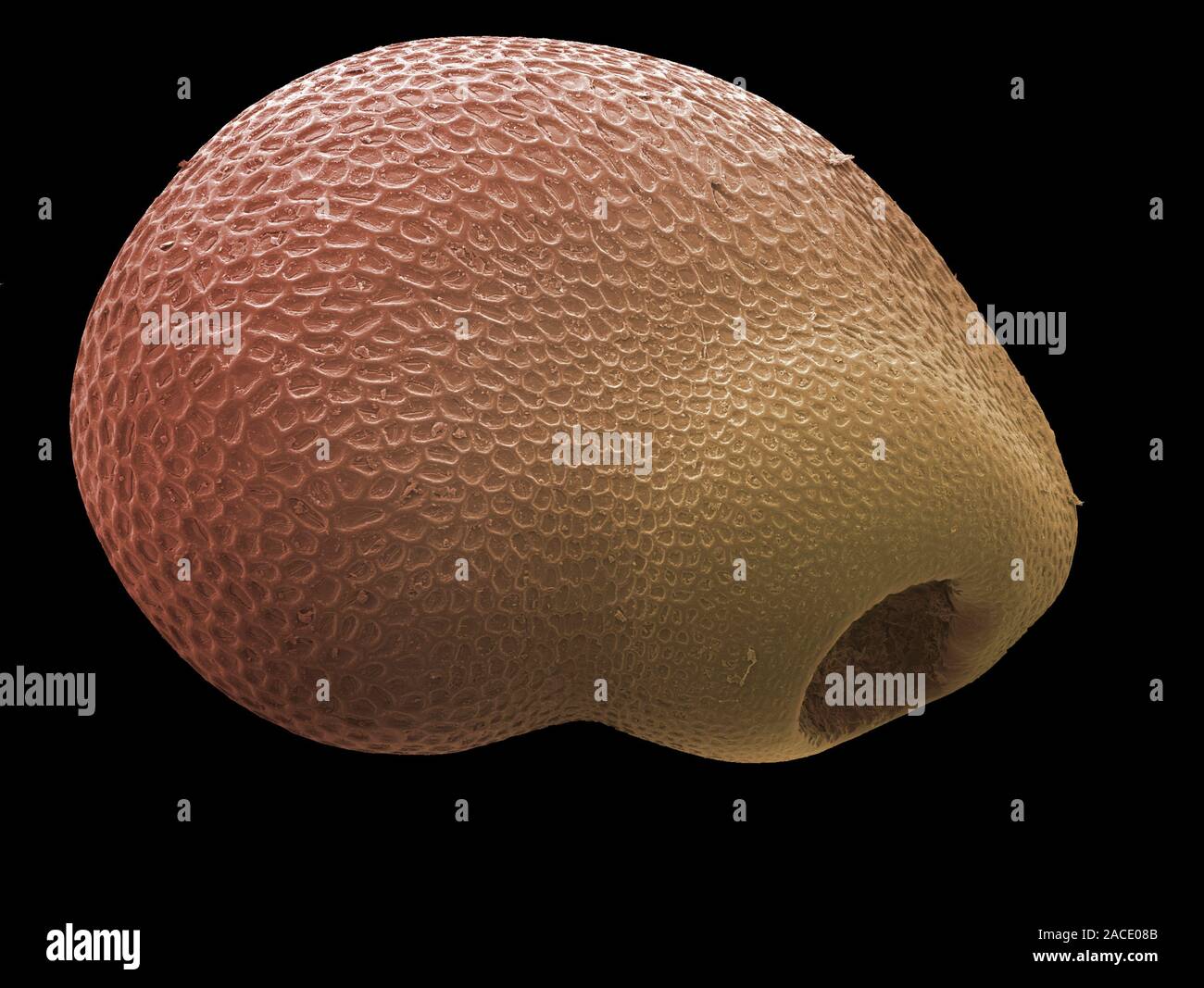 Cactus seed. Coloured scanning electron micrograph (SEM) of a seed from ...