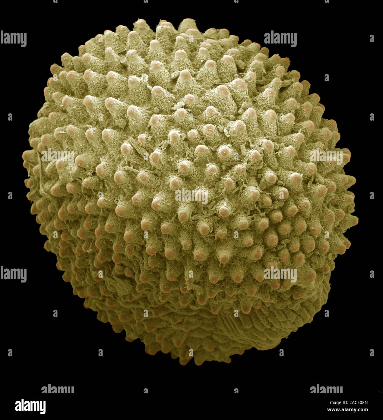 Red campion seed. Coloured scanning electron micrograph (SEM) of a seed ...