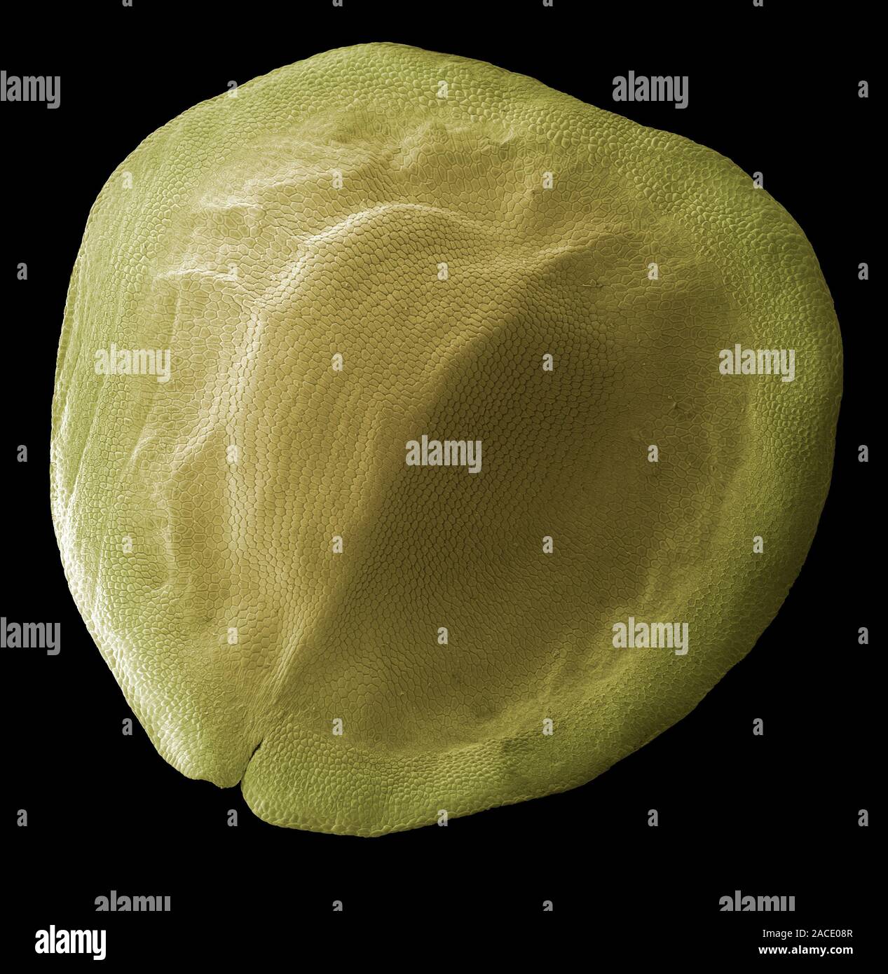 Wildflower seed. Coloured scanning electron micrograph (SEM) of a seed ...