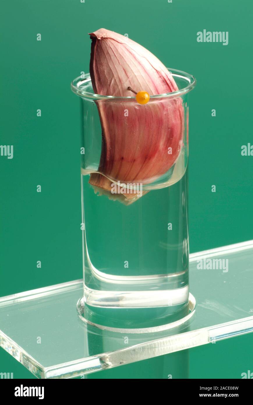 Garlic clove germination experiment. Image 1 of 3. The clove of garlic ...