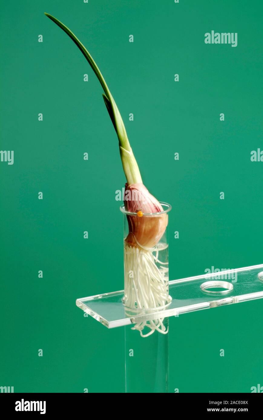 Garlic clove germination experiment. Image 3 of 3. The clove of garlic ...