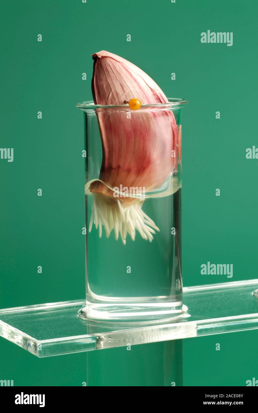 Garlic clove germination experiment. Image 2 of 3. The clove of garlic ...