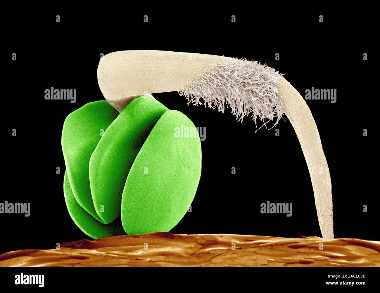 Germinating red chard seed. Coloured scanning electron micrograph (SEM ...
