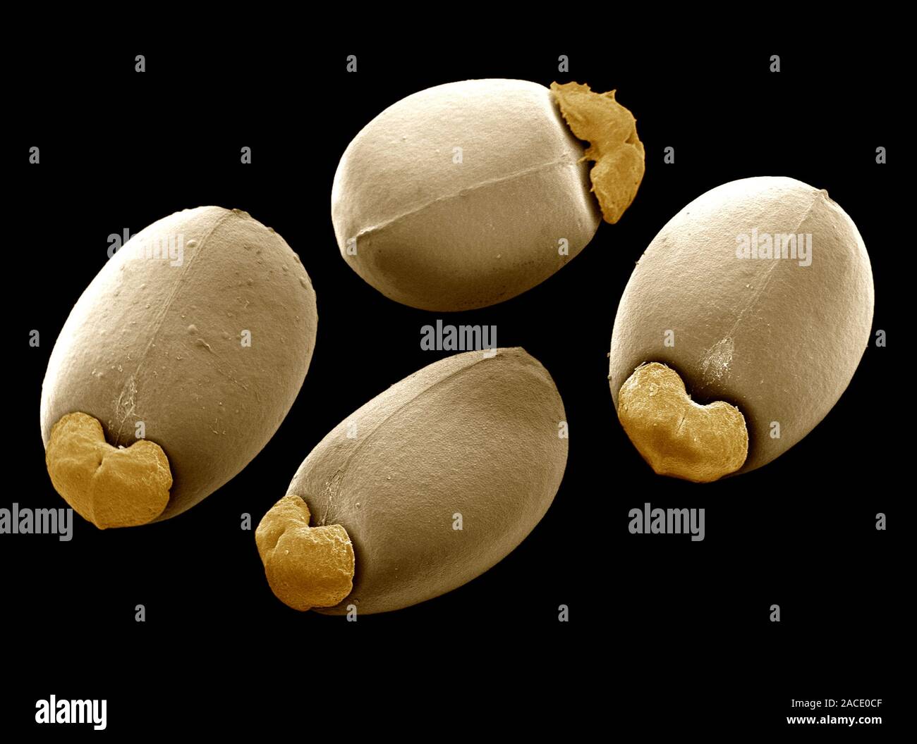 Euphorbia seeds. Coloured scanning electron micrograph (SEM) of seeds ...