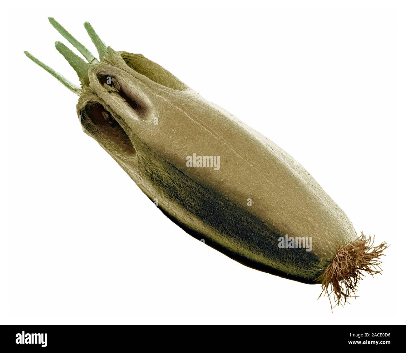 Scabious seed. Coloured scanning electron micrograph (SEM) of a seed ...