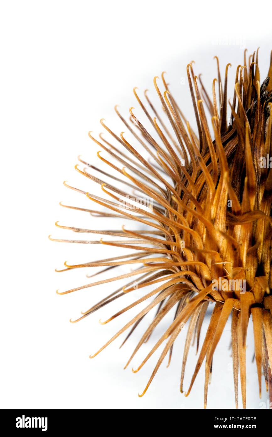 Greater burdock burr (Arctium lappa). This structure contains ...