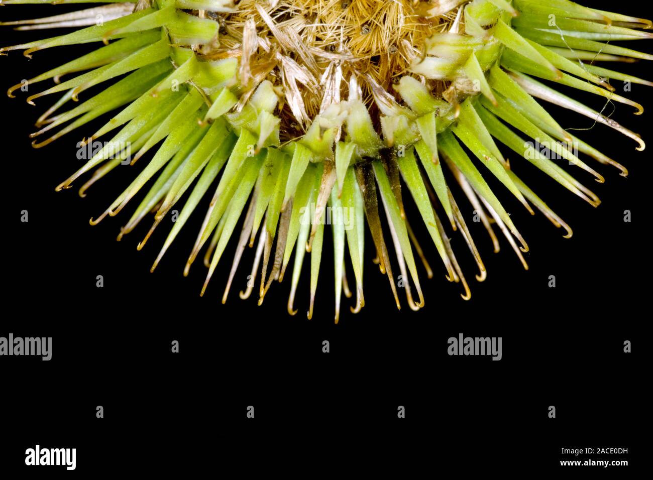Greater burdock burr (Arctium lappa). This structure contains ...