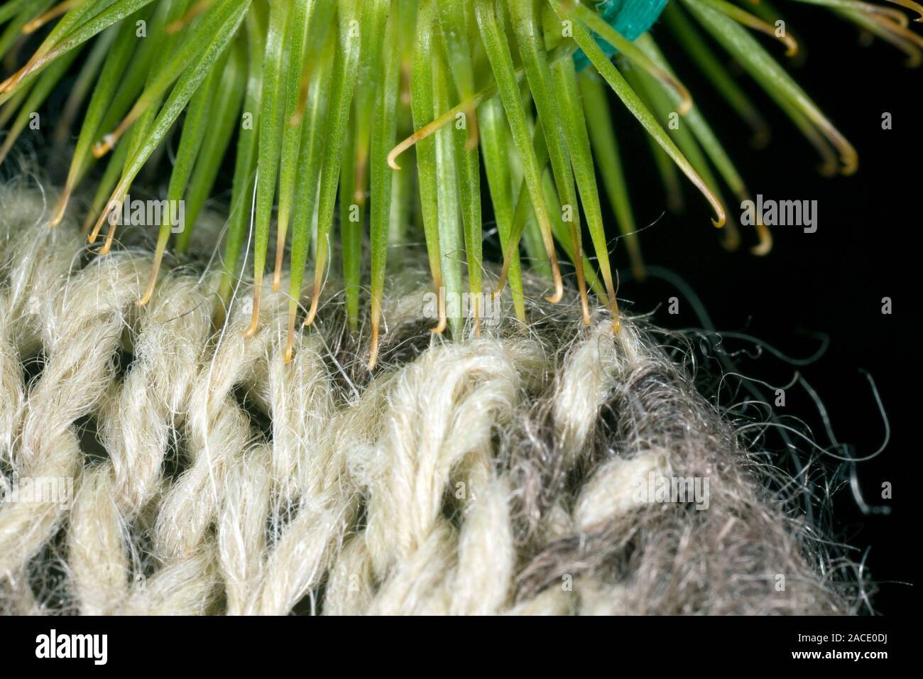 Greater burdock burr (Arctium lappa) caught on wool. The burr contains ...