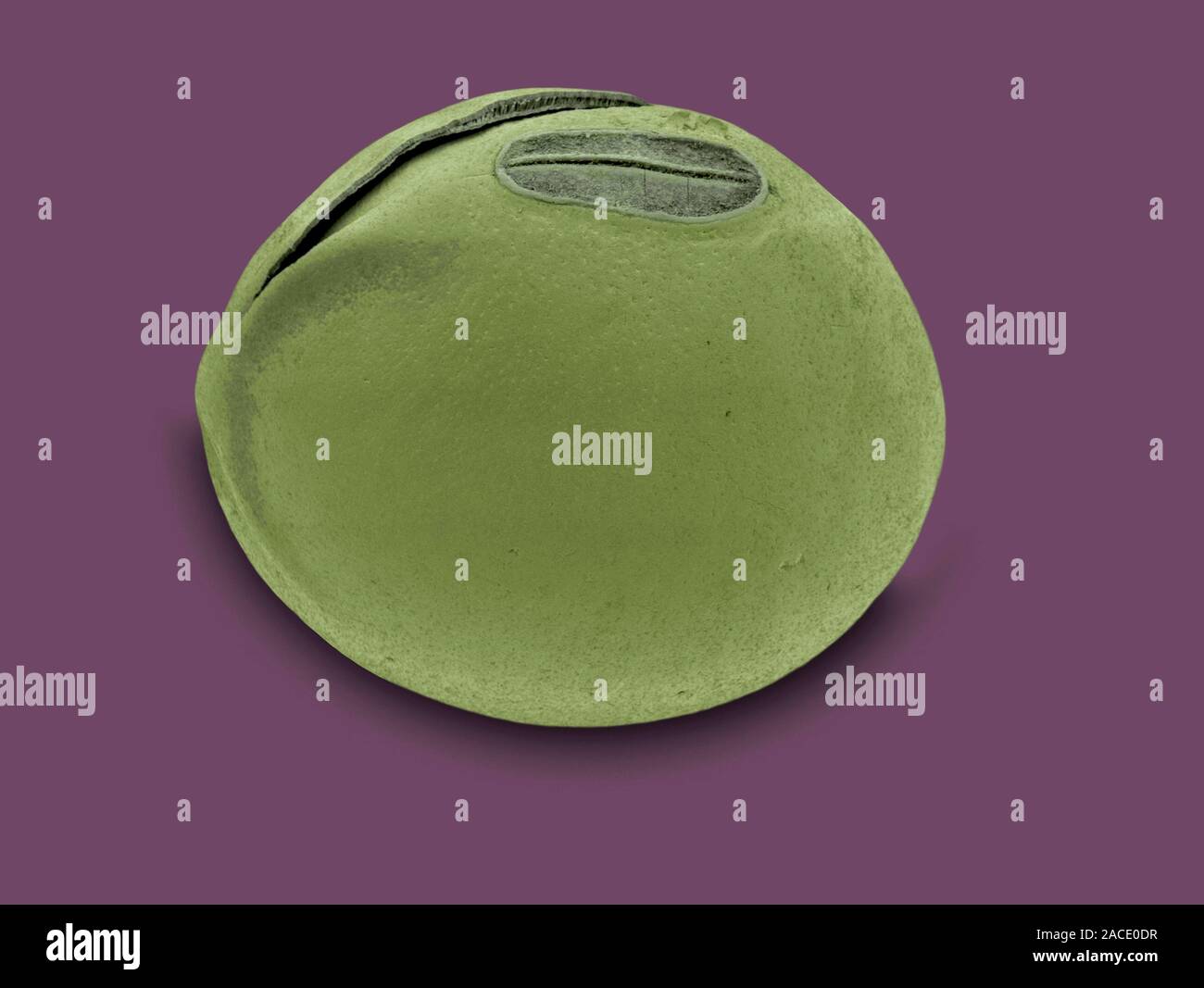 Soya bean. Coloured scanning electron micrograph (SEM) of a soya ...