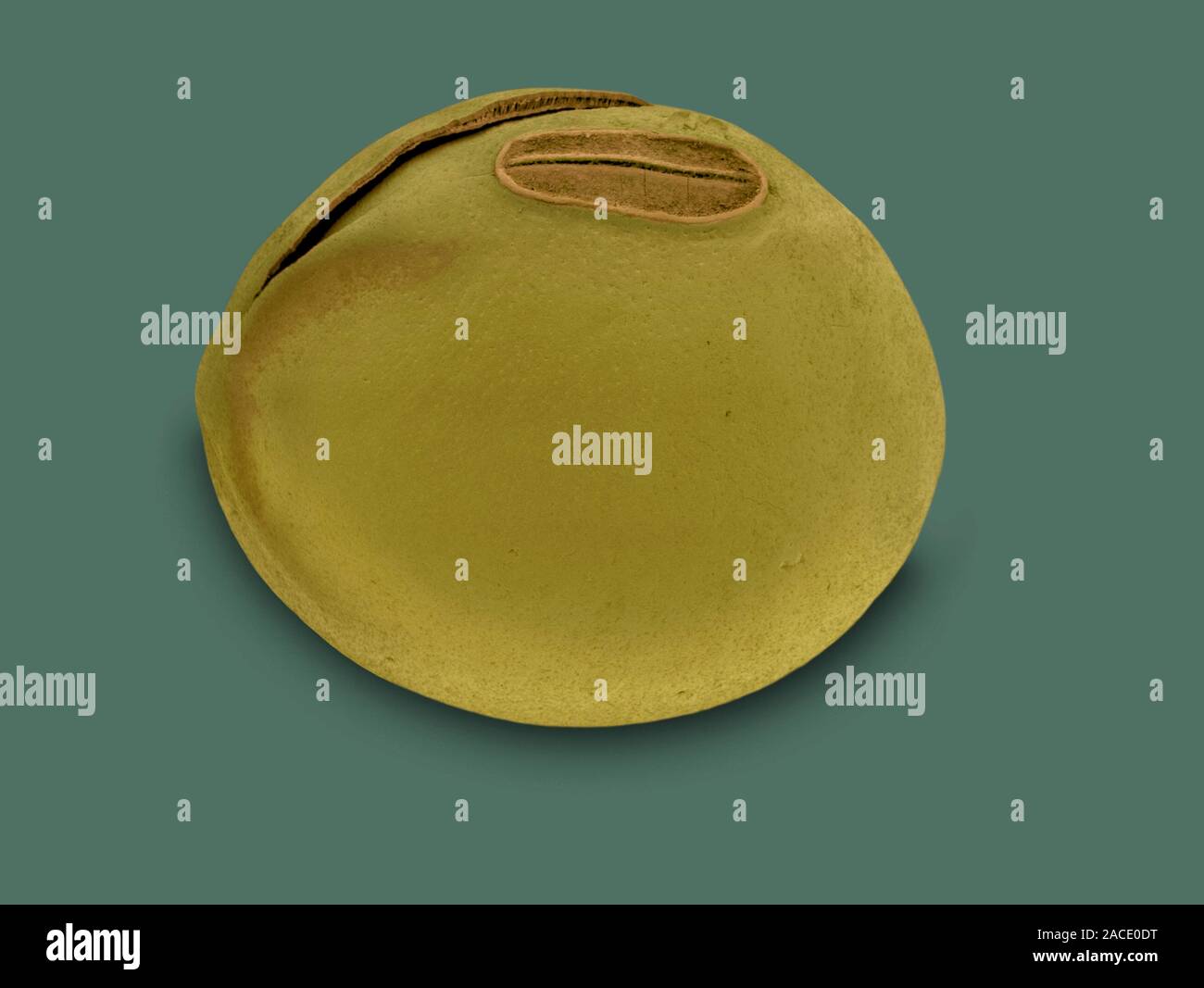 Soya bean. Coloured scanning electron micrograph (SEM) of a soya ...