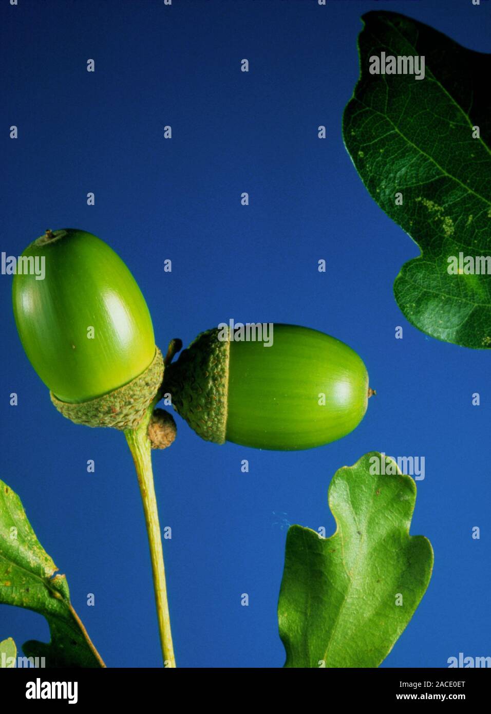 A pair of acorns, the fruit of the oak tree, Quercus sp Stock Photo - Alamy