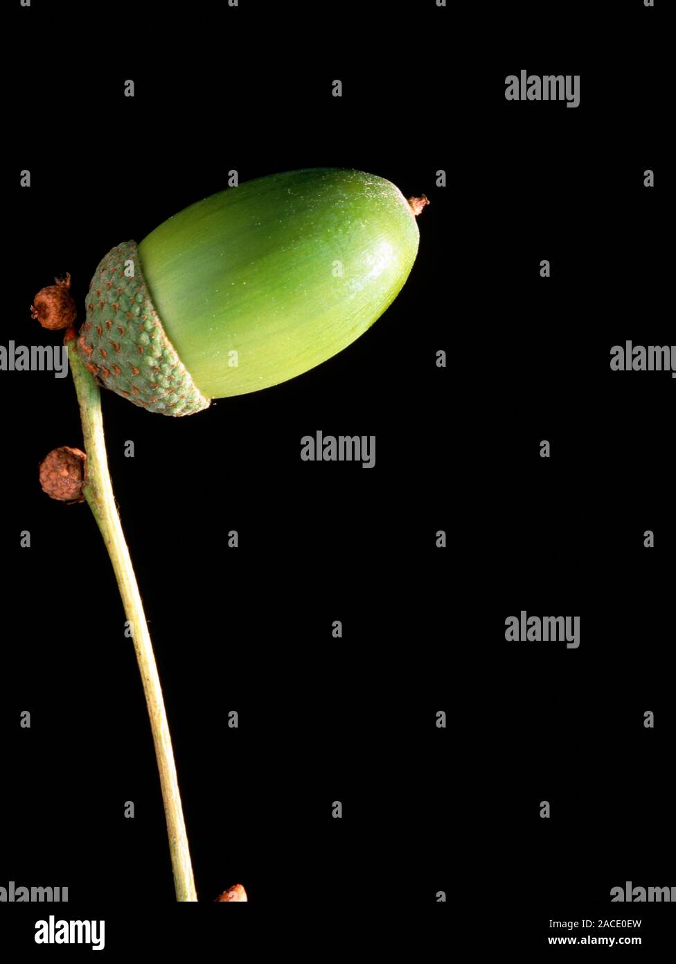 An acorn, the fruit of the oak tree, Quercus sp Stock Photo - Alamy