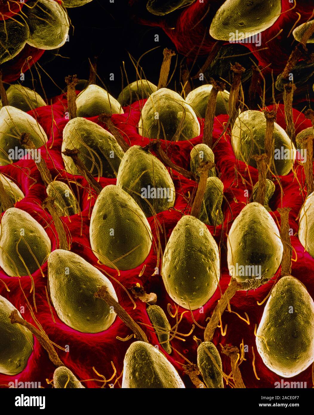False-colour scanning electron micrograph of the surface of a ...