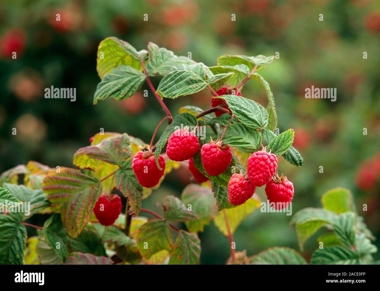 Raspberry. Ripe fruit hanging from a branch of a raspberry bush. The ...