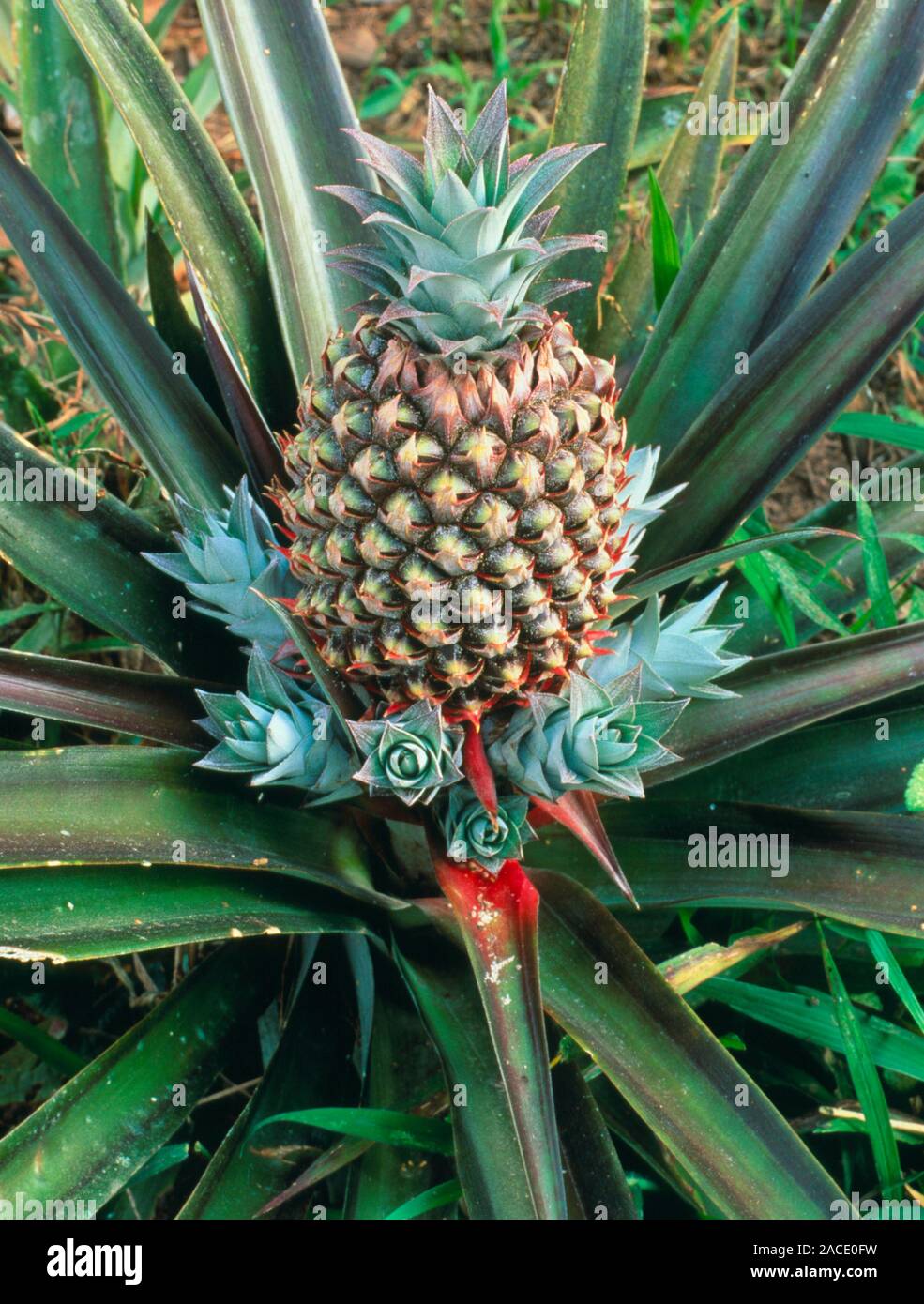 Pineapple plant with fruit. The pineapple (Ananas comosus) is an ...