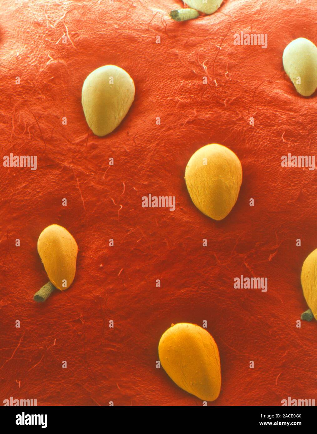 Strawberry. Coloured scanning electron micrograph (SEM) of the surface ...