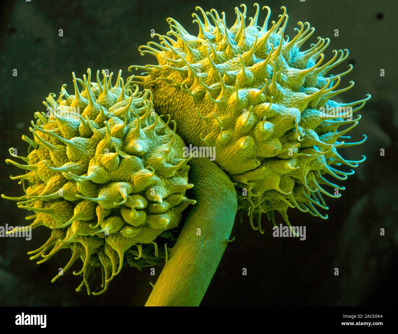 Goosegrass fruit. Coloured scanning electron micrograph (SEM) of the ...