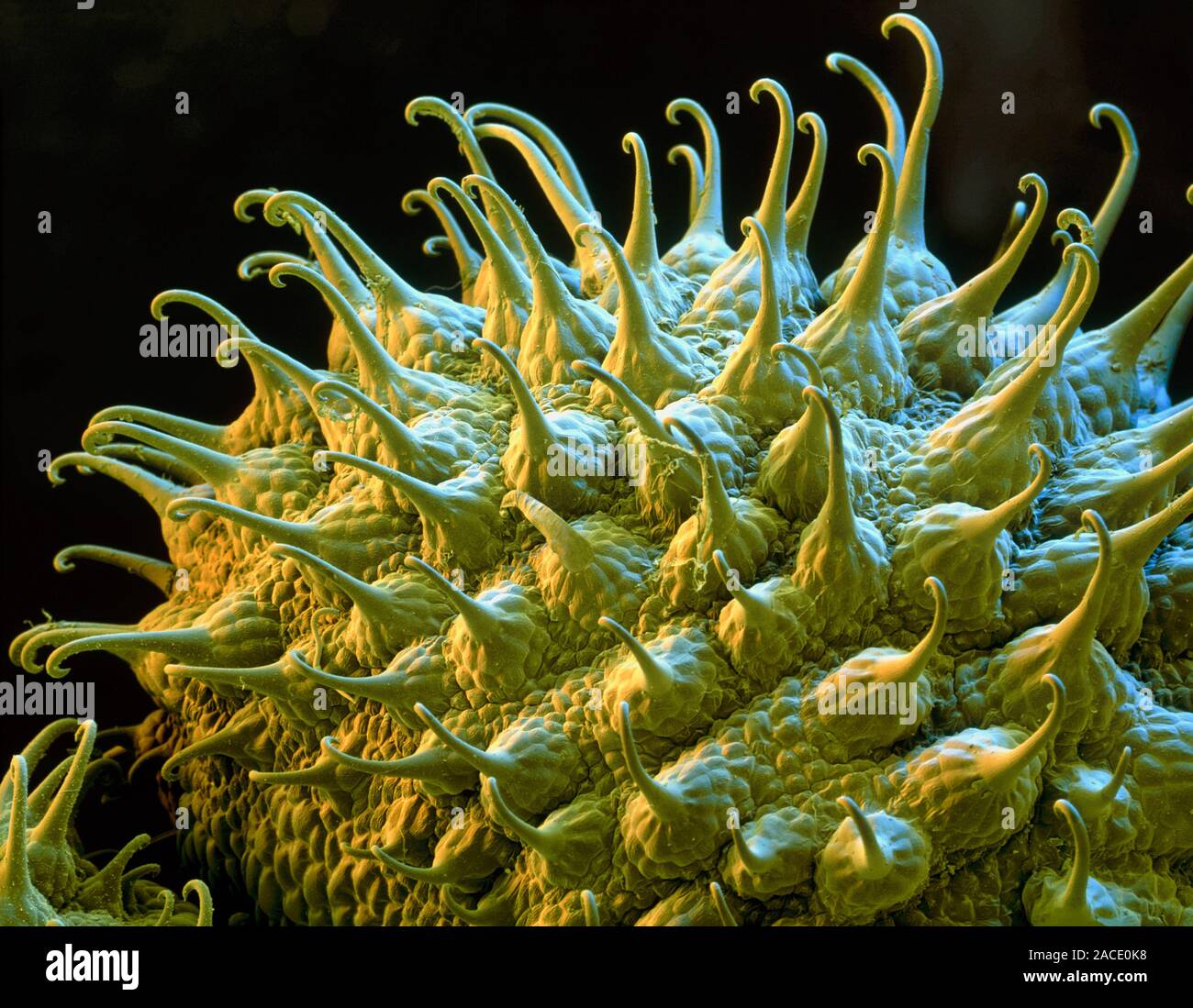 Goosegrass fruit. Coloured scanning electron micrograph (SEM) of the ...